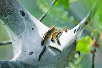 How To Control Webworm Infestations In Trees?